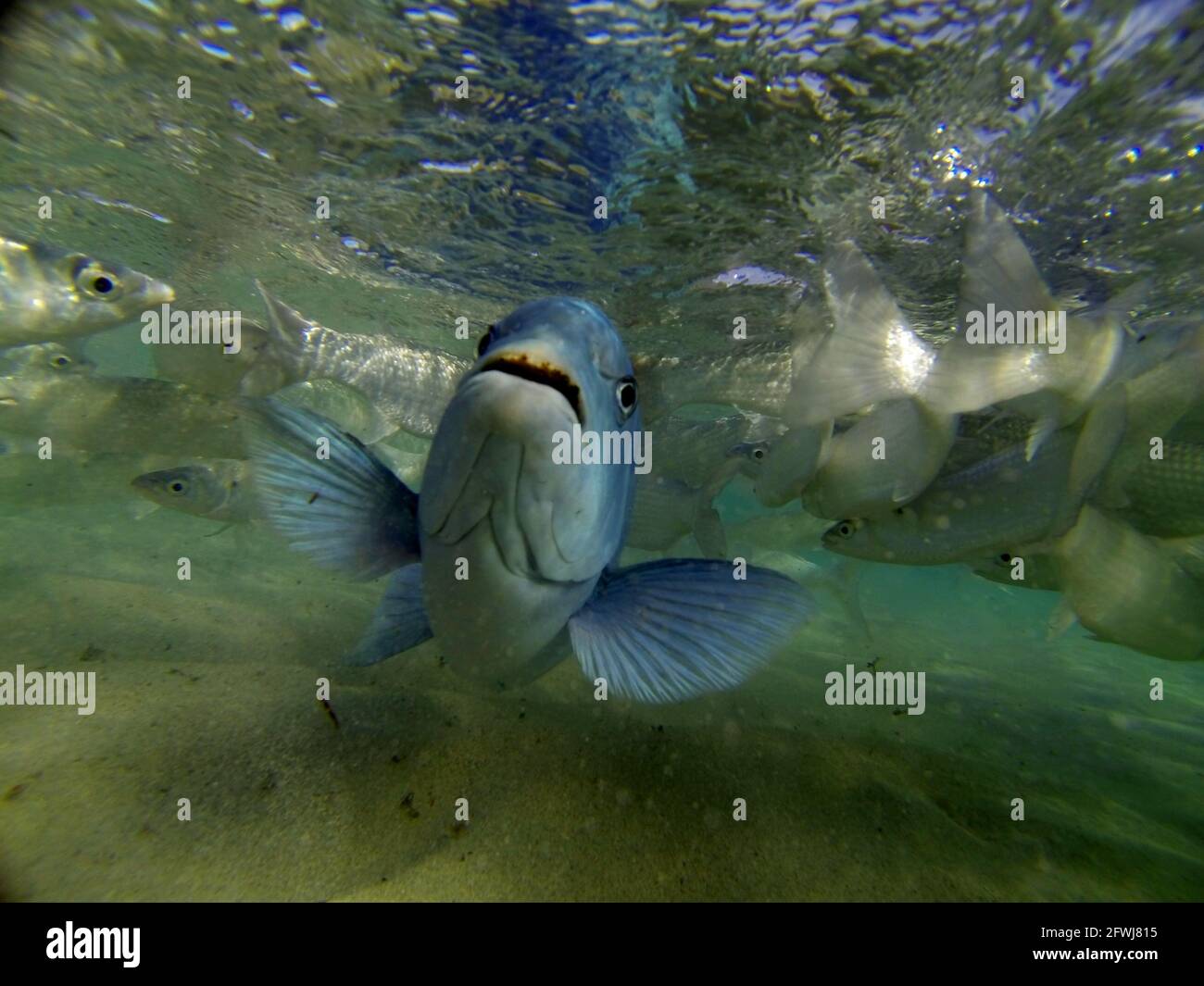 Lord howe island neds beach hi-res stock photography and images - Alamy