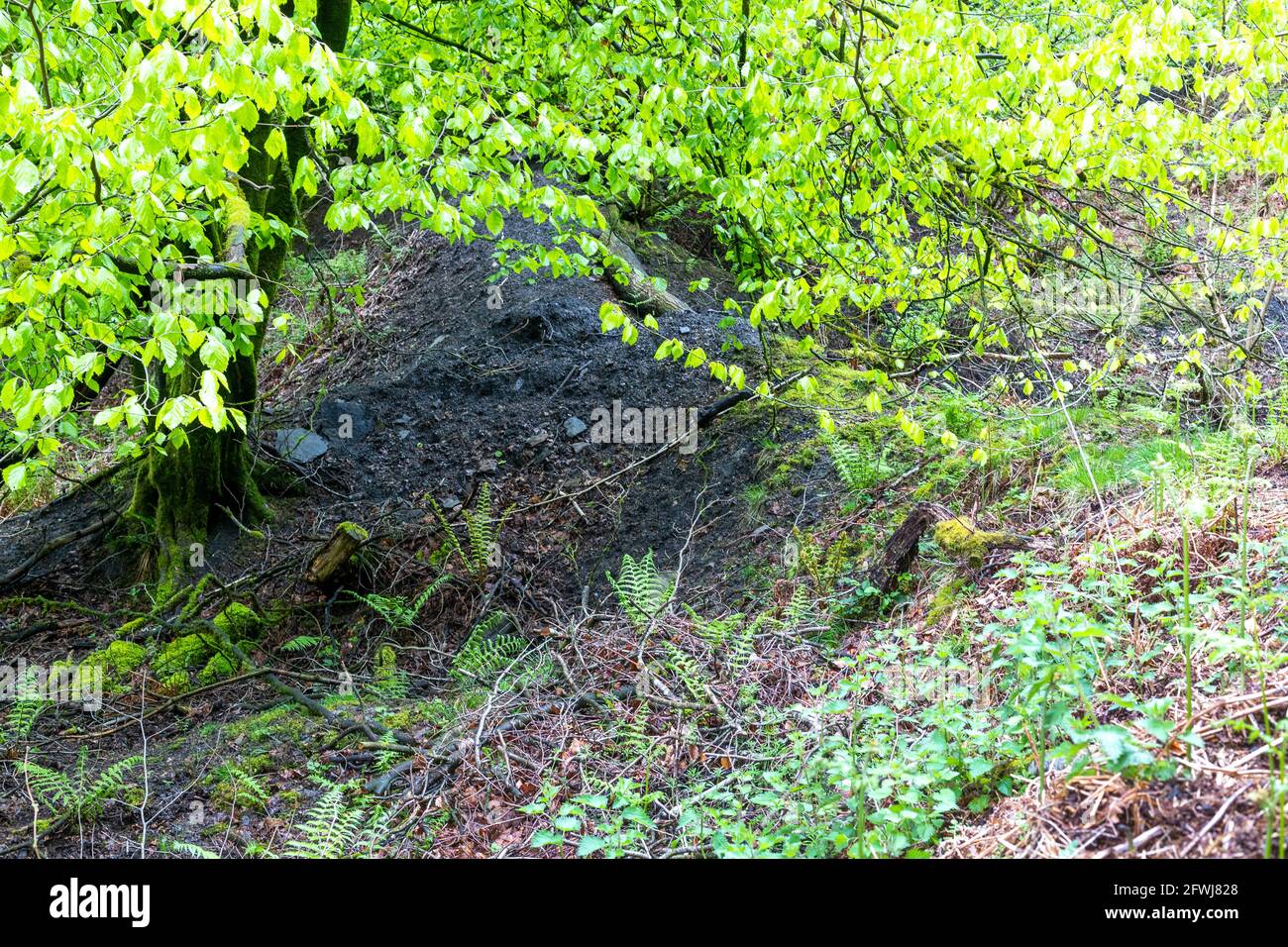 Coal stained black old mining spoil tips reclaimed by nature. Bixslade ...