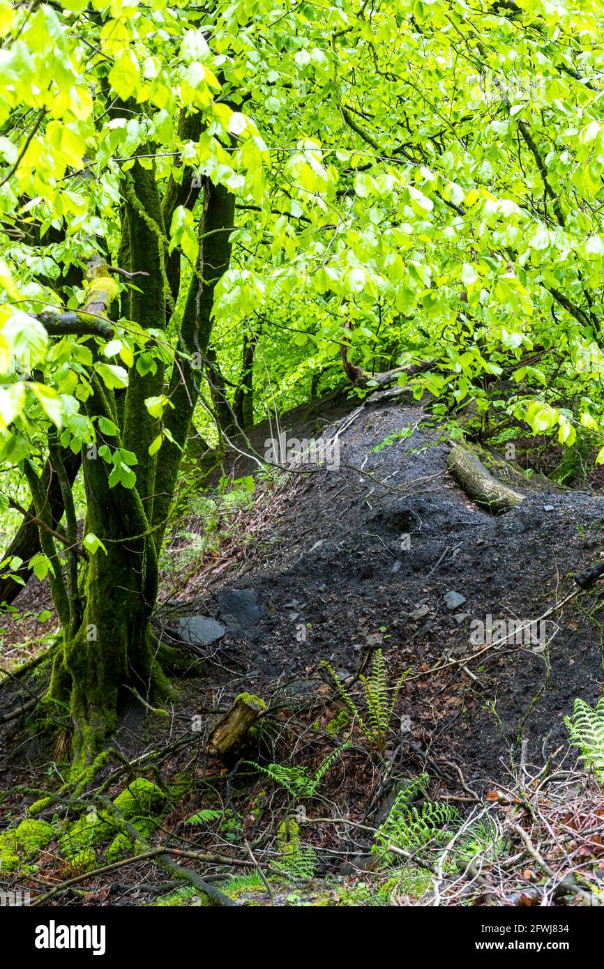 Coal stained black old mining spoil tips reclaimed by nature. Bixslade ...