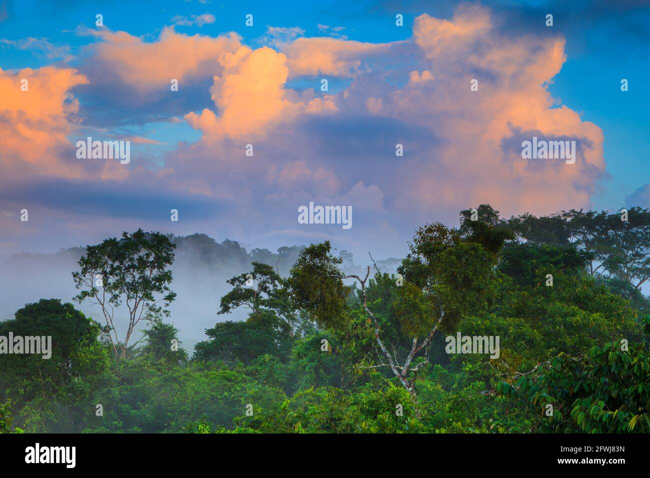 Tropical Rainforest Early Morning Mist High Resolution Stock ...