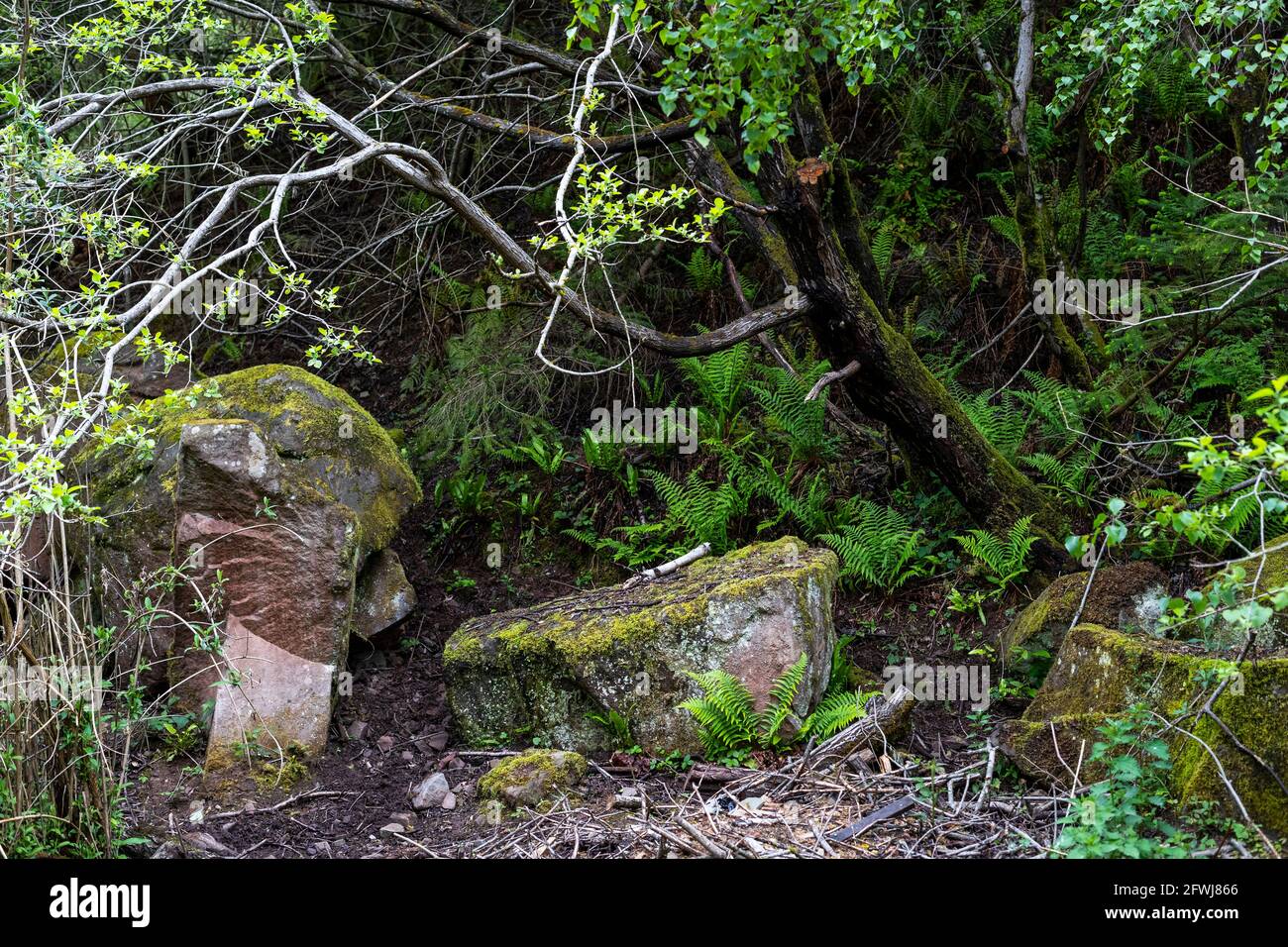 Forest of dean geology hi-res stock photography and images - Alamy