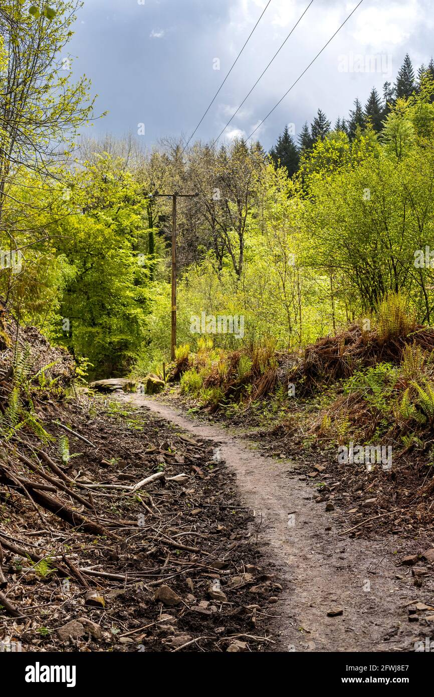 Old Tramway, Forest of Dean mining and quarrying. Bixslade Geology Walk ...