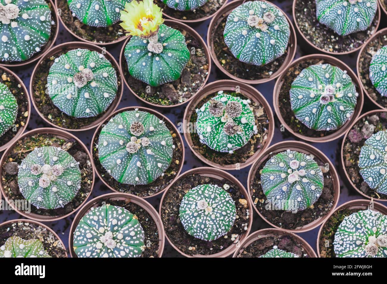 Top view of small brown pots with small seedlings of special cactus ...