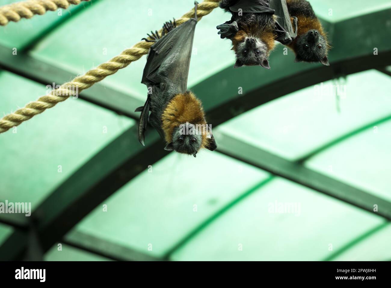 Fox group israel hi-res stock photography and images - Alamy