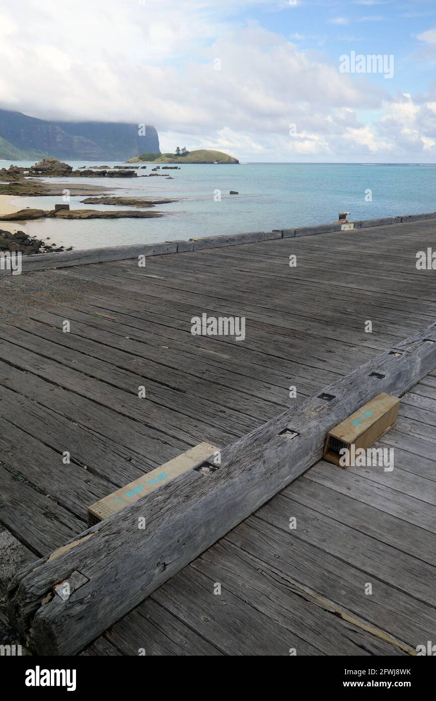 Lord howe island rat hi-res stock photography and images - Alamy