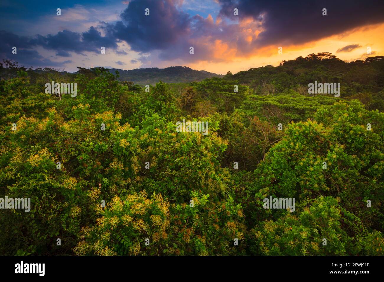 Panama landscape at sunrise in the lush rainforest of Soberania ...