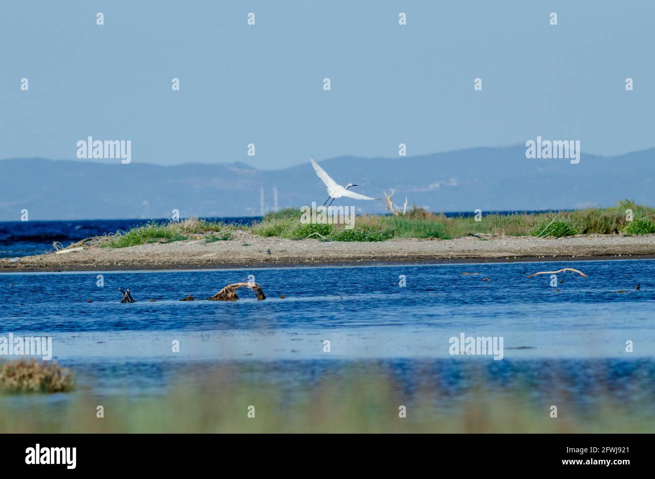 ciconiiformes take of from sea water back view Stock Photo - Alamy