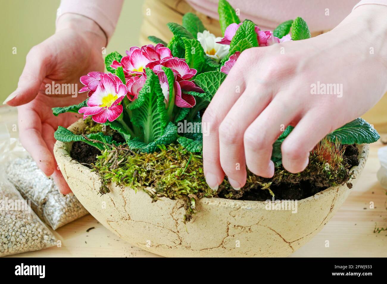 Florist at work: woman shows how to make simple decoration with primula ...
