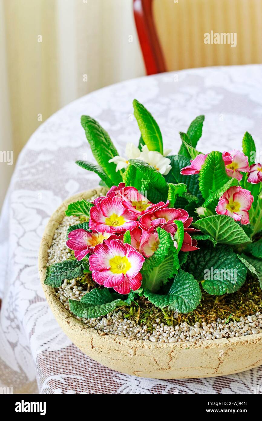 Florist at work: woman shows how to make simple decoration with primula ...