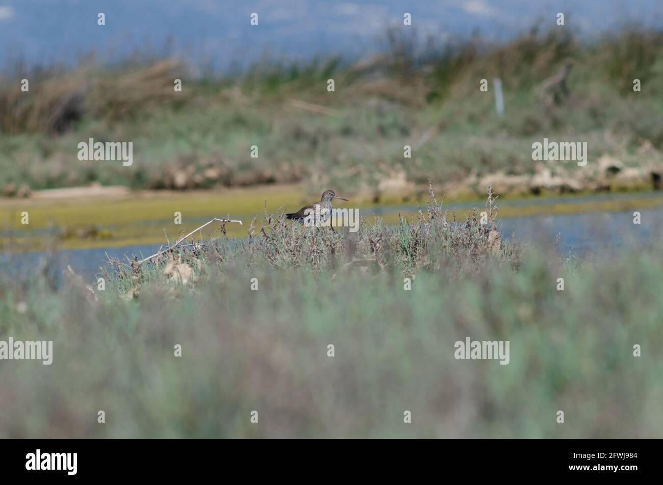 Hide on the bush hi-res stock photography and images - Alamy