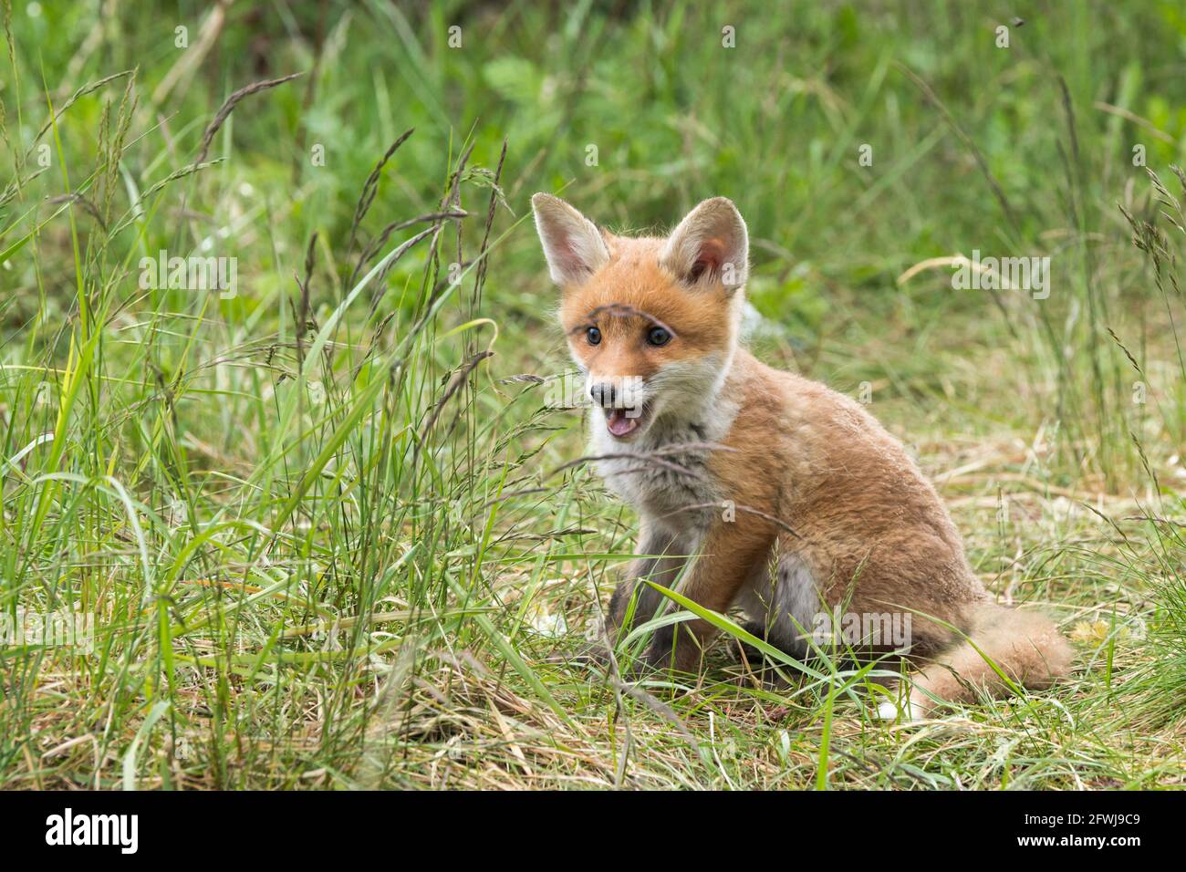 Fox cub hi-res stock photography and images - Alamy