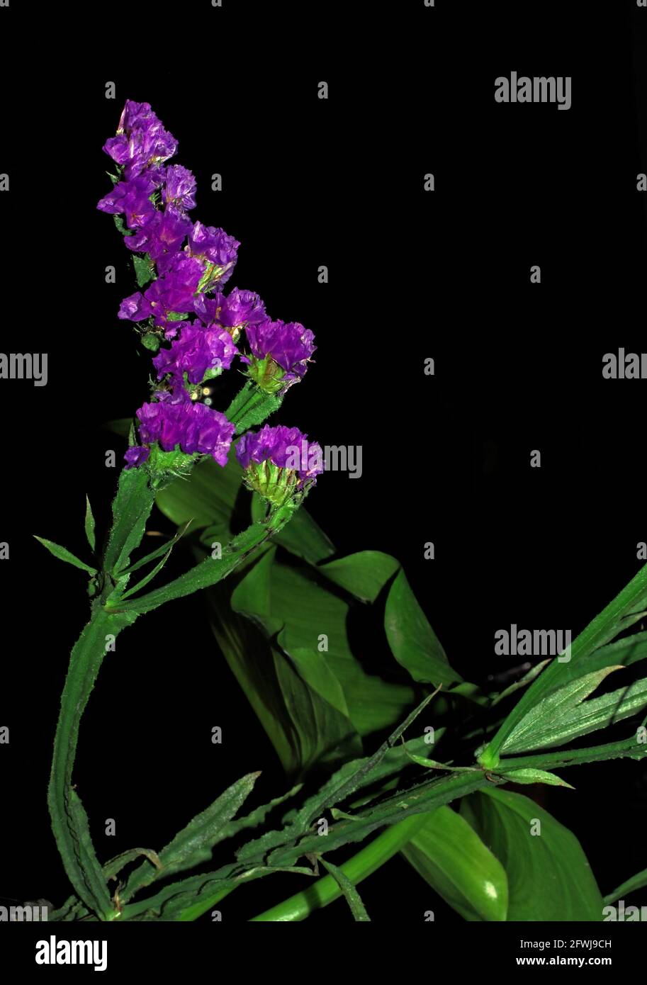 Statice (limonium sinuatum) hi-res stock photography and images - Alamy