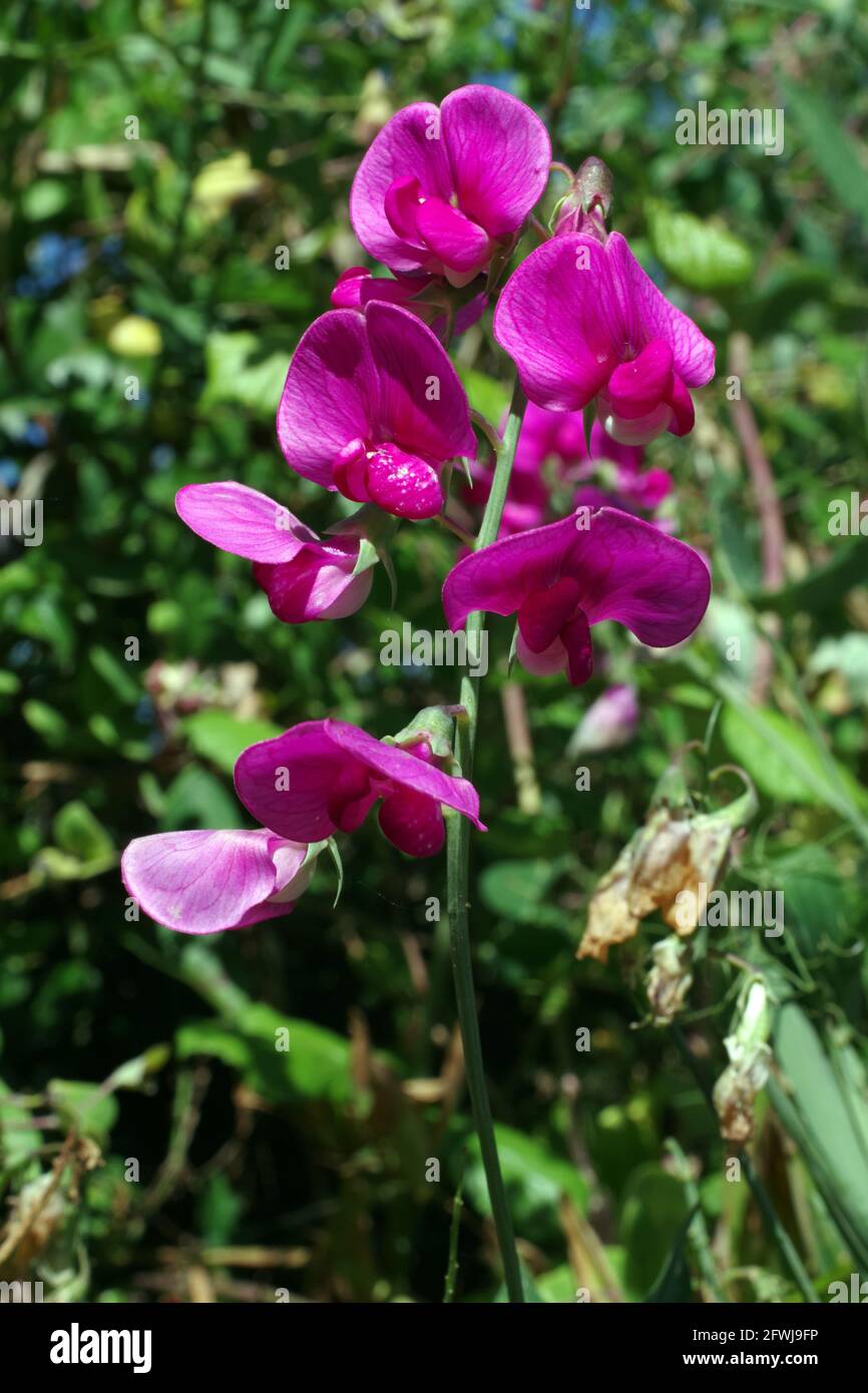 Pisum sativum in nature close-up Stock Photo - Alamy