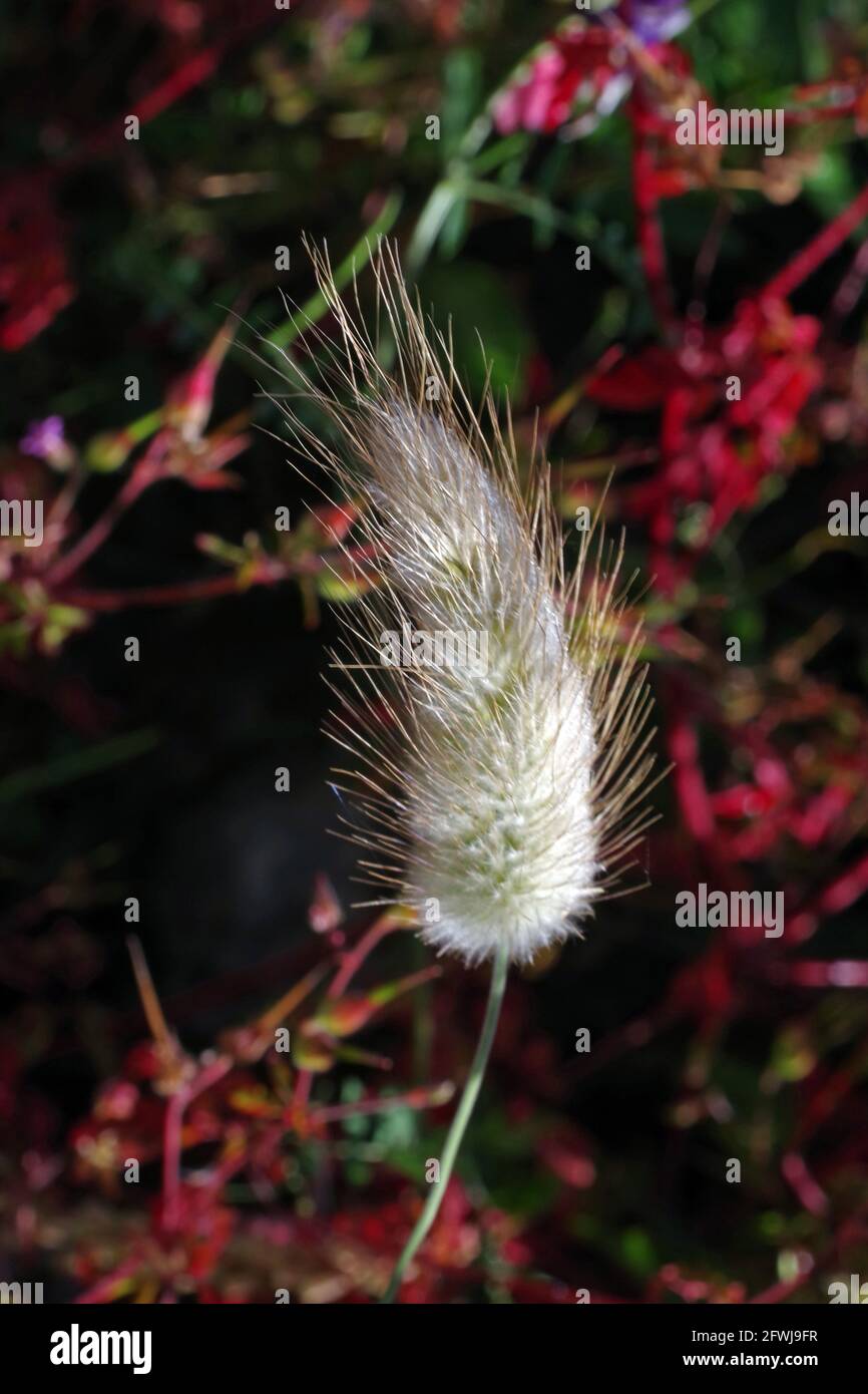 Lagurus ovatus close-up Stock Photo - Alamy