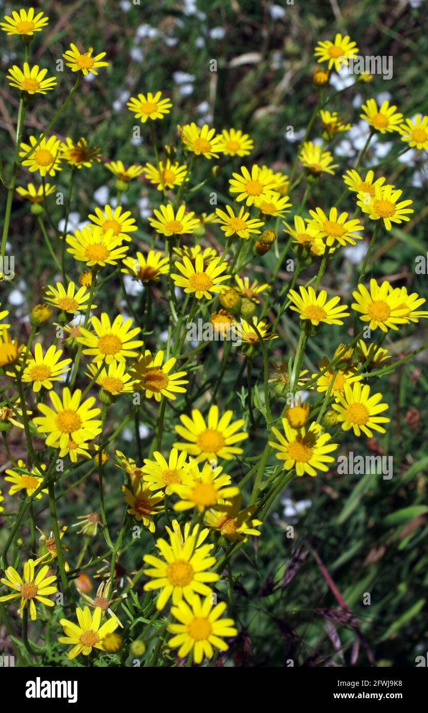 Wild yellow daisies in Sardinia Stock Photo - Alamy