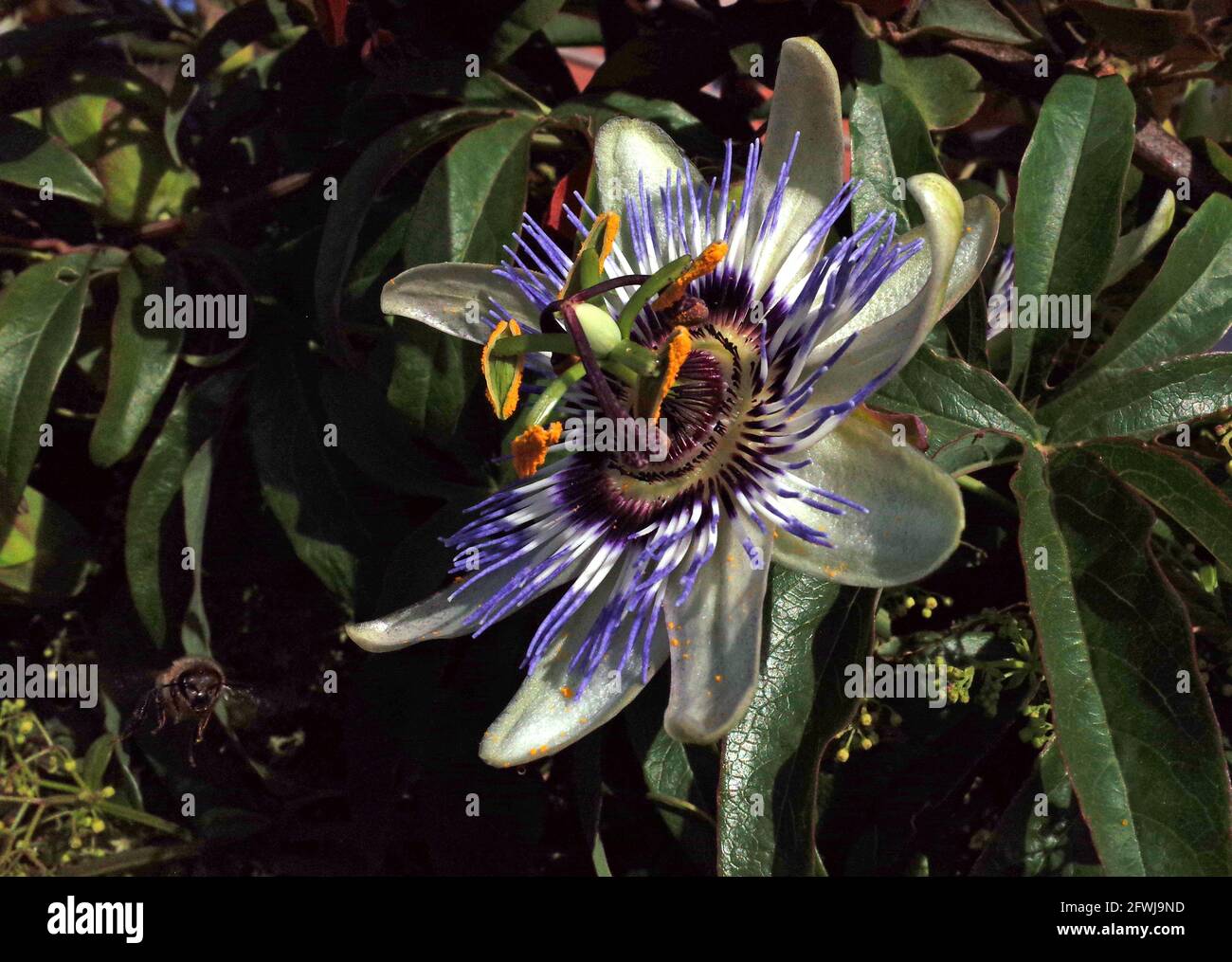 Passion flower (passiflora edulis) flowerin in Sardinian garden Stock ...