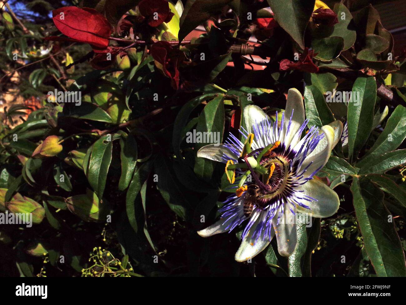 Passiflora edulis with flower hi-res stock photography and images - Alamy