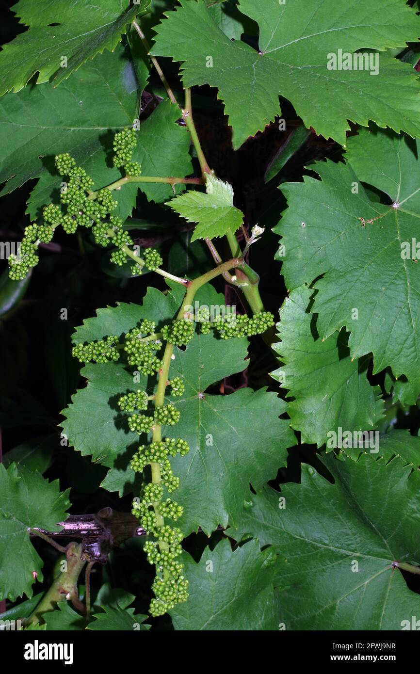 Grapes in bloom in vineyard Stock Photo - Alamy