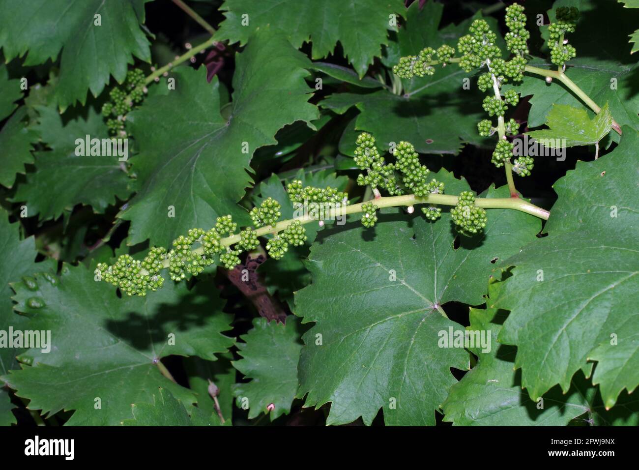 Grapes in bloom in vineyard Stock Photo - Alamy