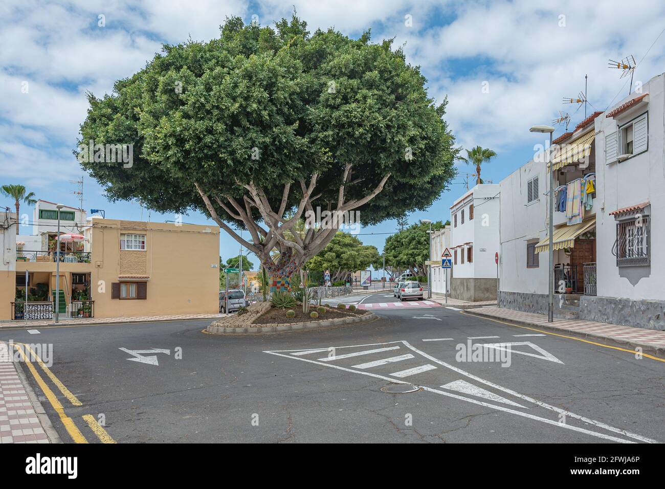 Medium tall tree hi-res stock photography and images - Alamy