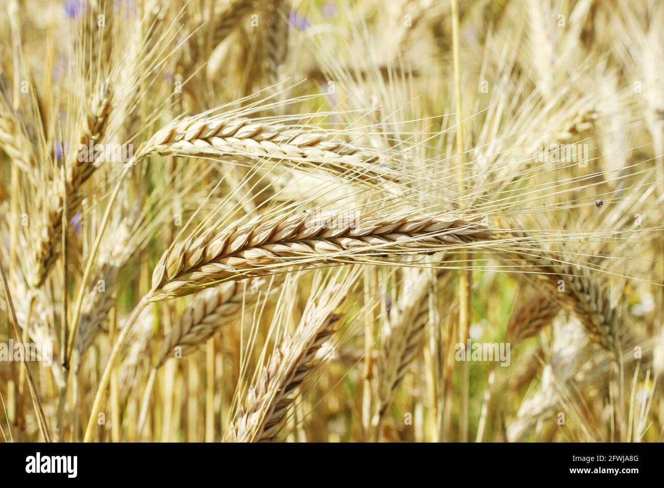 Wheat field detail golden hi-res stock photography and images - Alamy
