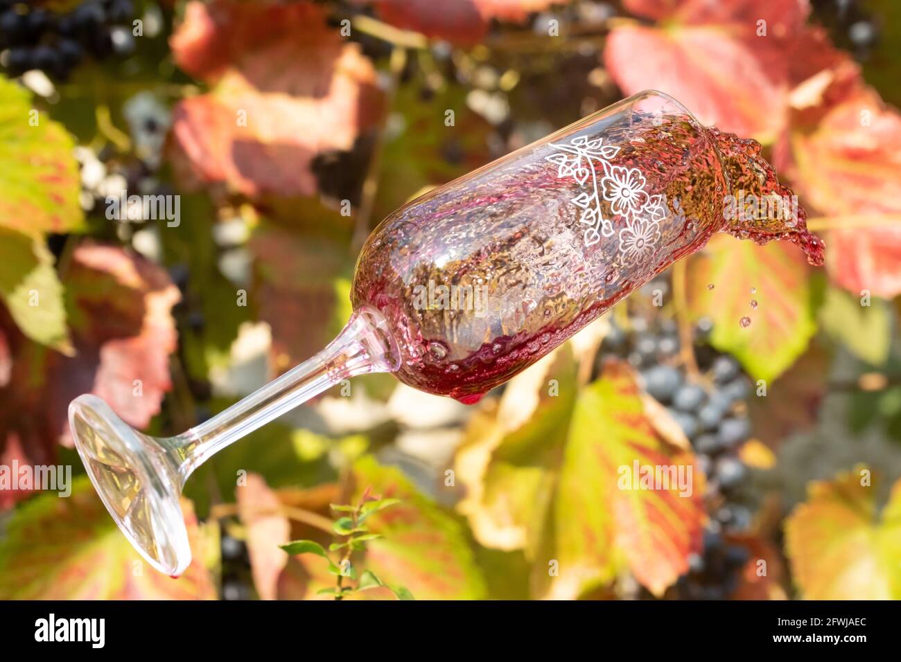 Glass with red wine falls on the background of a vineyard with grapes ...