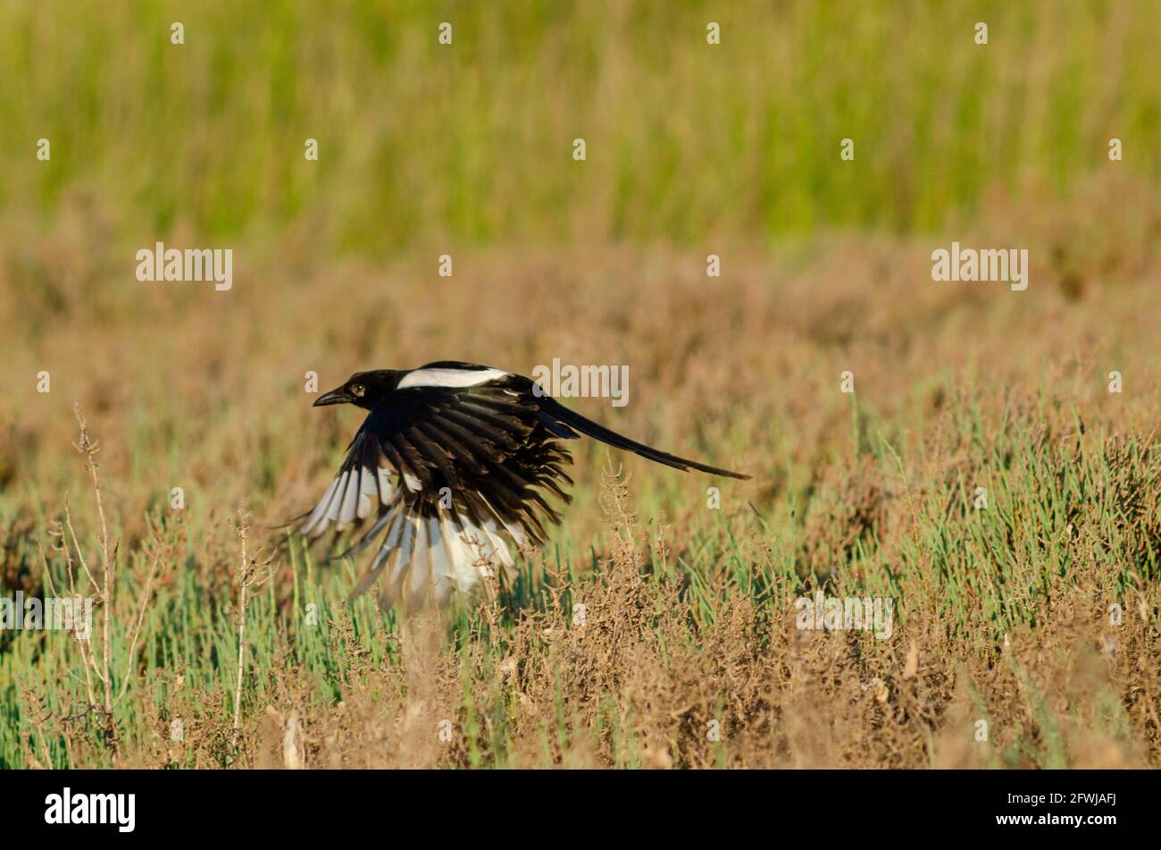 Magpies In The Garden High Resolution Stock Photography and Images - Alamy