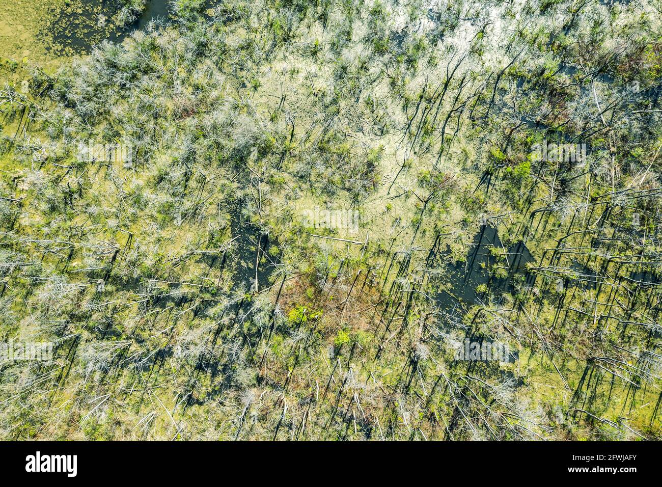 Grass Wetland Aerial