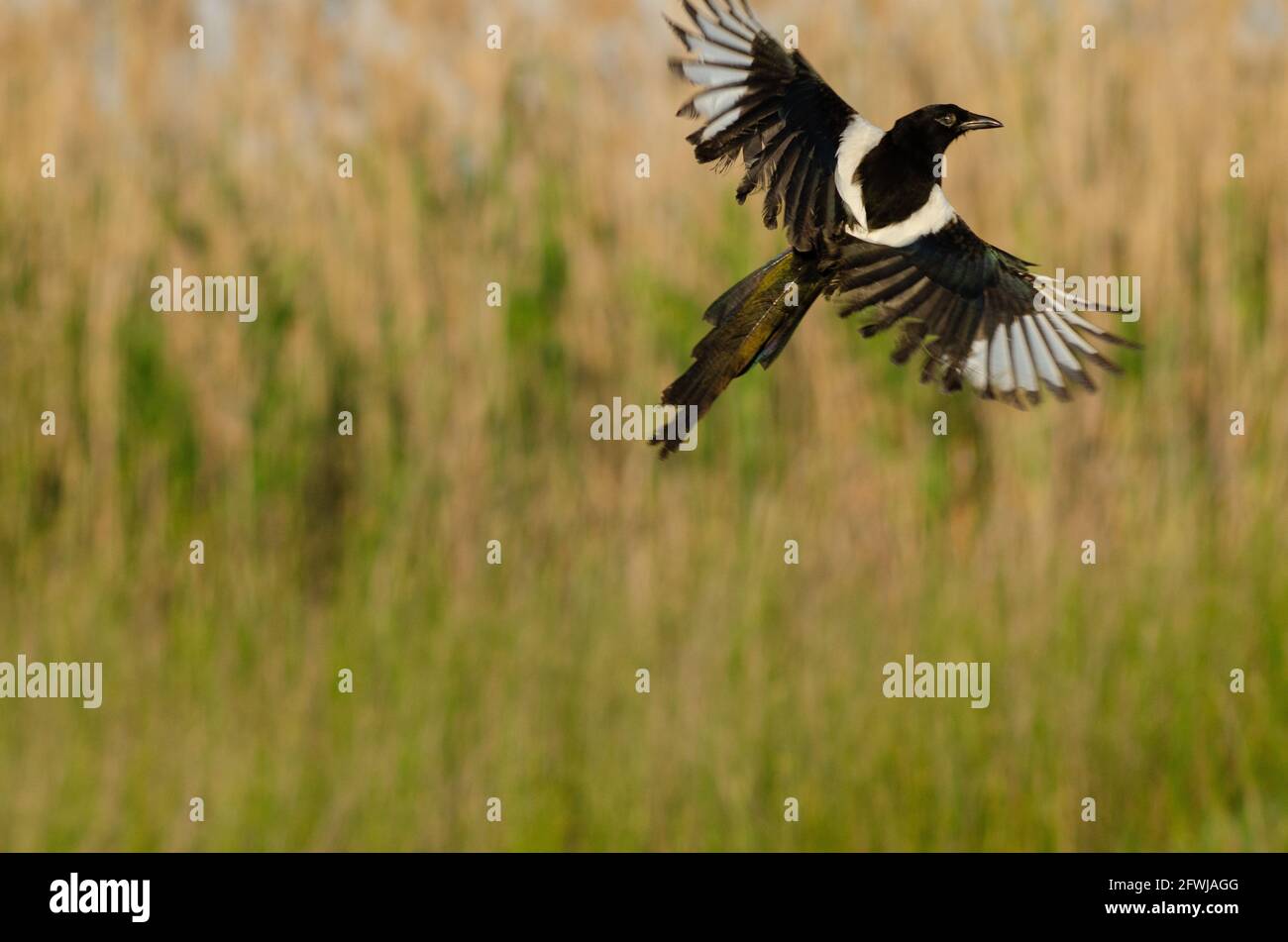 Long tail magpies hi-res stock photography and images - Alamy
