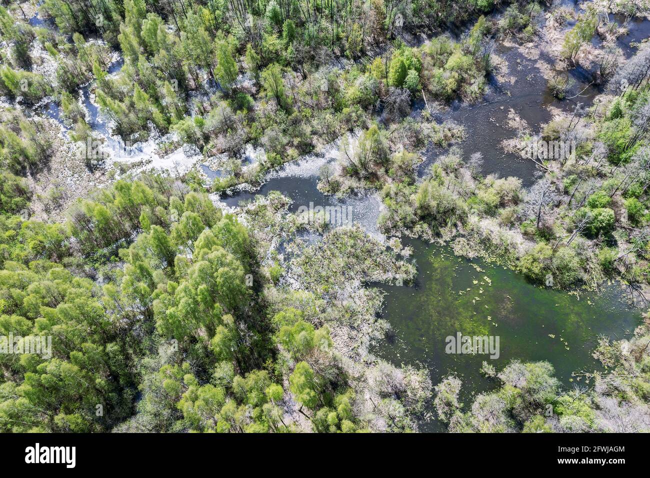 swamp wetland and green forest landscape in spring day. bird's eye view ...