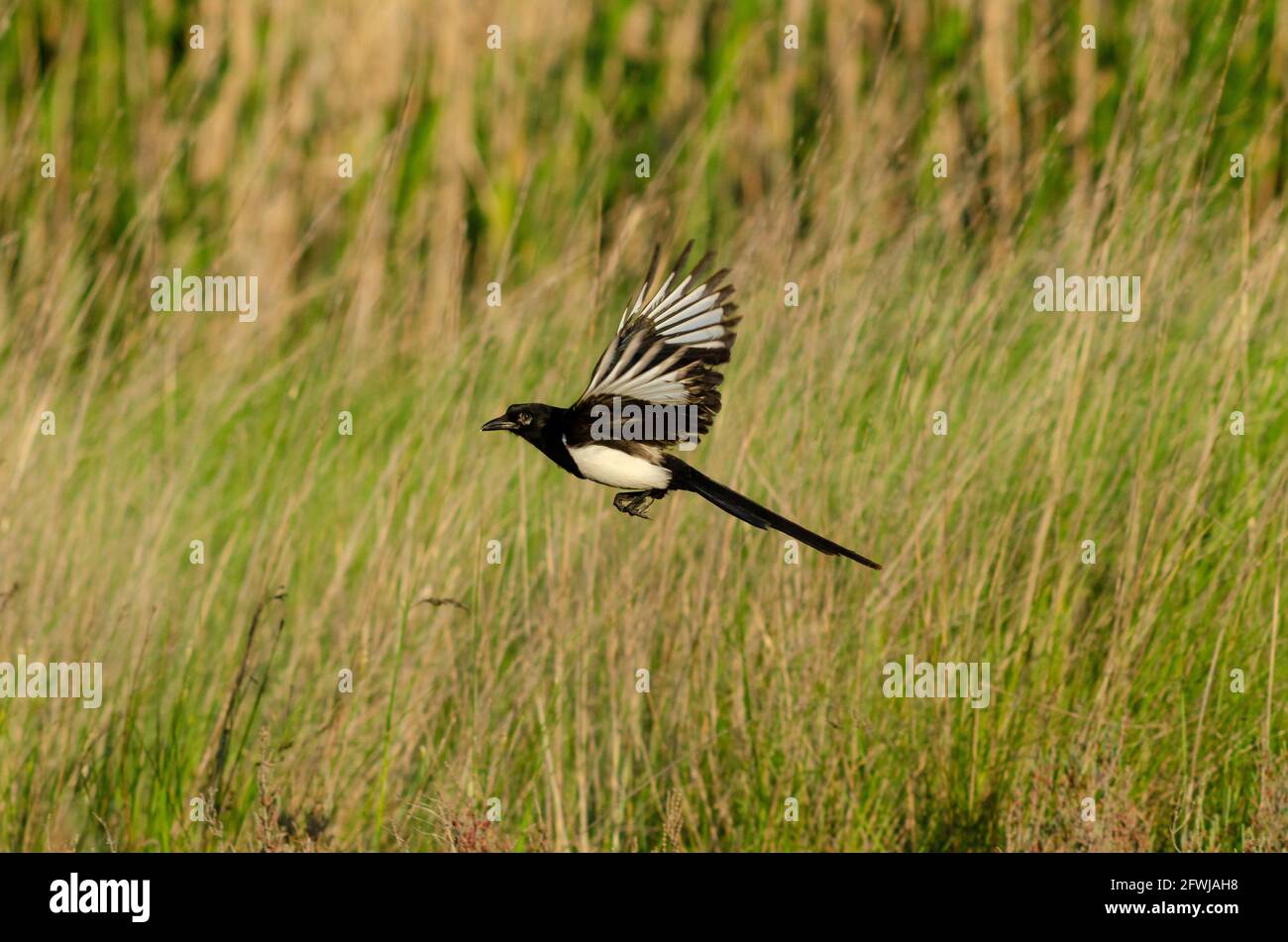 Eurasian magpie green grass nature background habitat Stock Photo - Alamy