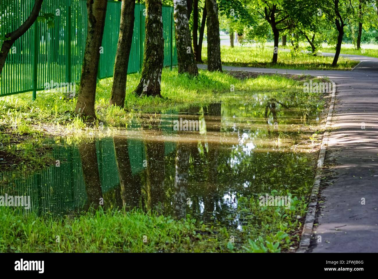 a large puddle in the park next to the path, in the summer Stock Photo ...