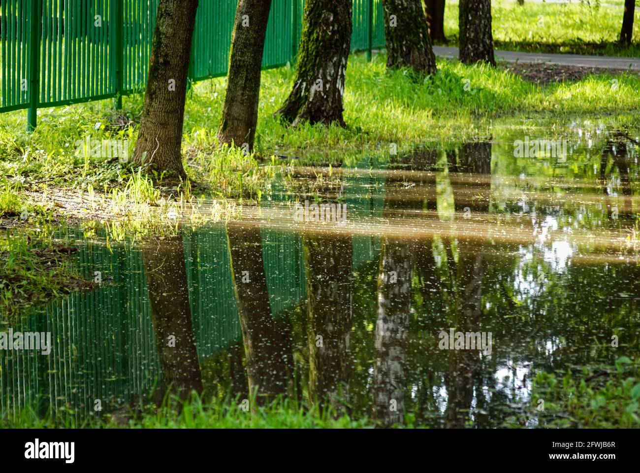 a large puddle in the park next to the path, in the summer Stock Photo ...