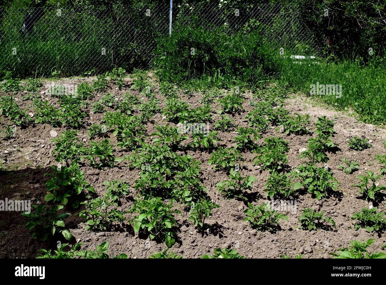 Potato beds hi-res stock photography and images - Alamy