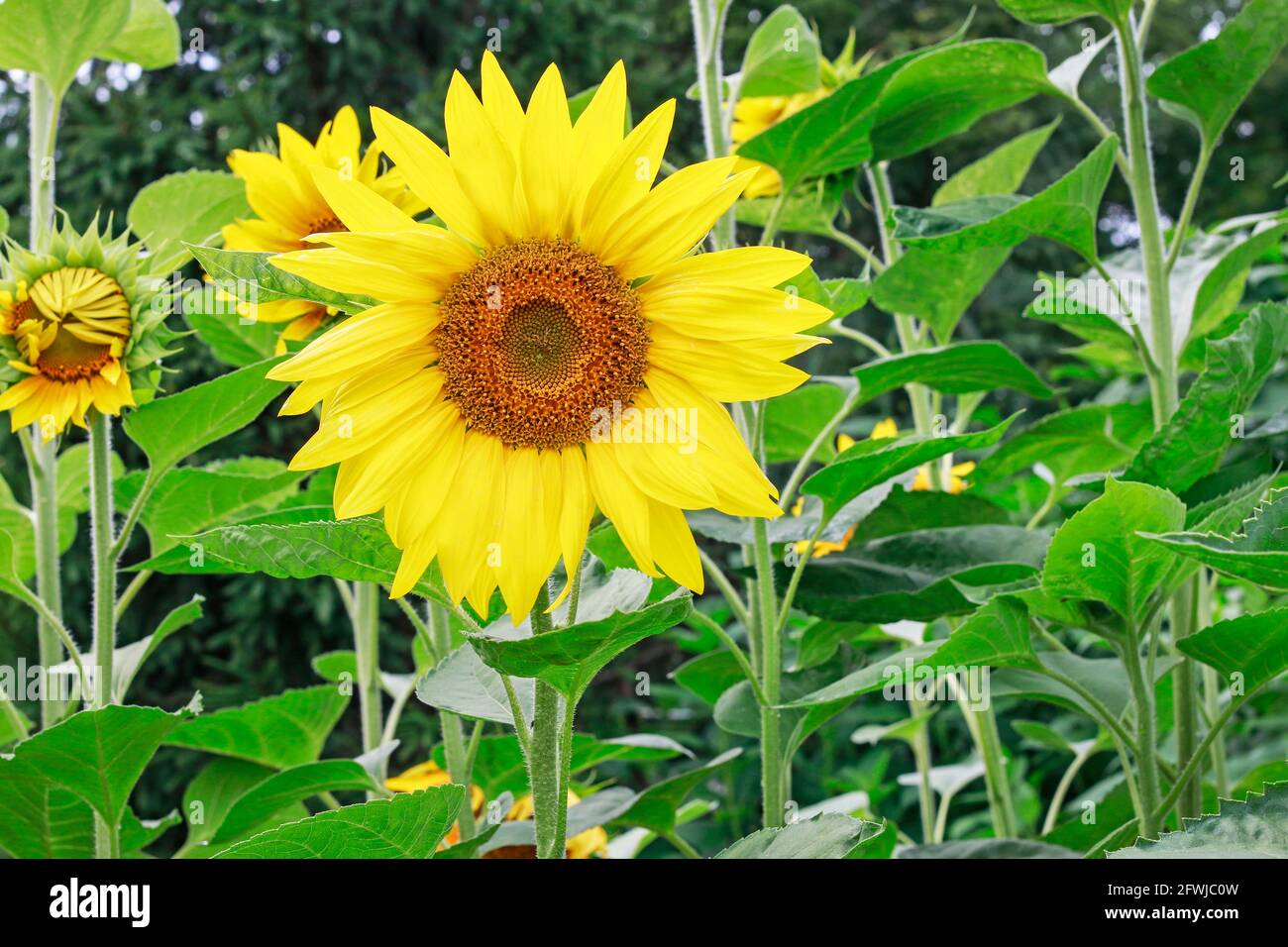 Sunflower in the garden. Summer time Stock Photo - Alamy