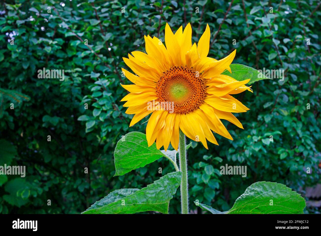 Sunflower in the garden. Summer time Stock Photo - Alamy