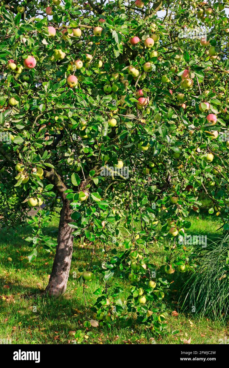 Beautiful apple tree in the garden. Summertime landscape Stock Photo ...