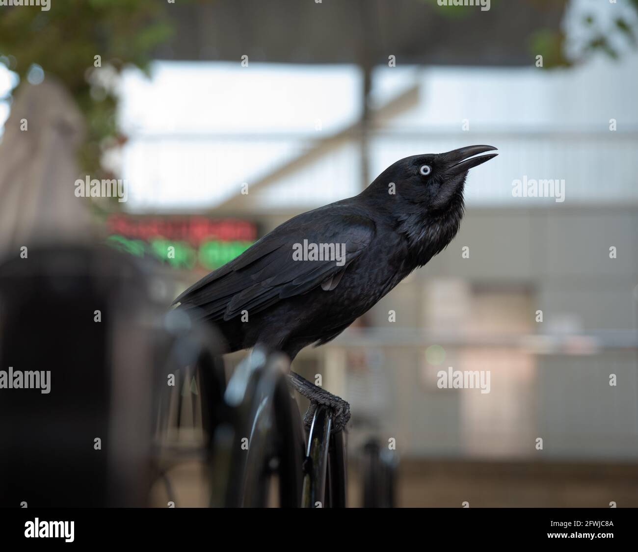 Australian crow hi-res stock photography and images - Alamy