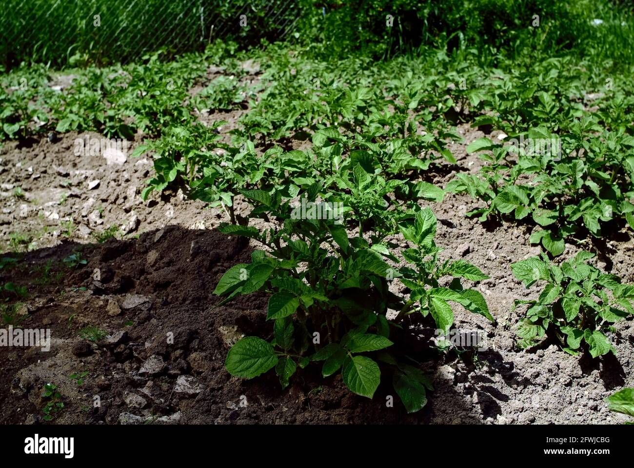 Potato beds hi-res stock photography and images - Alamy