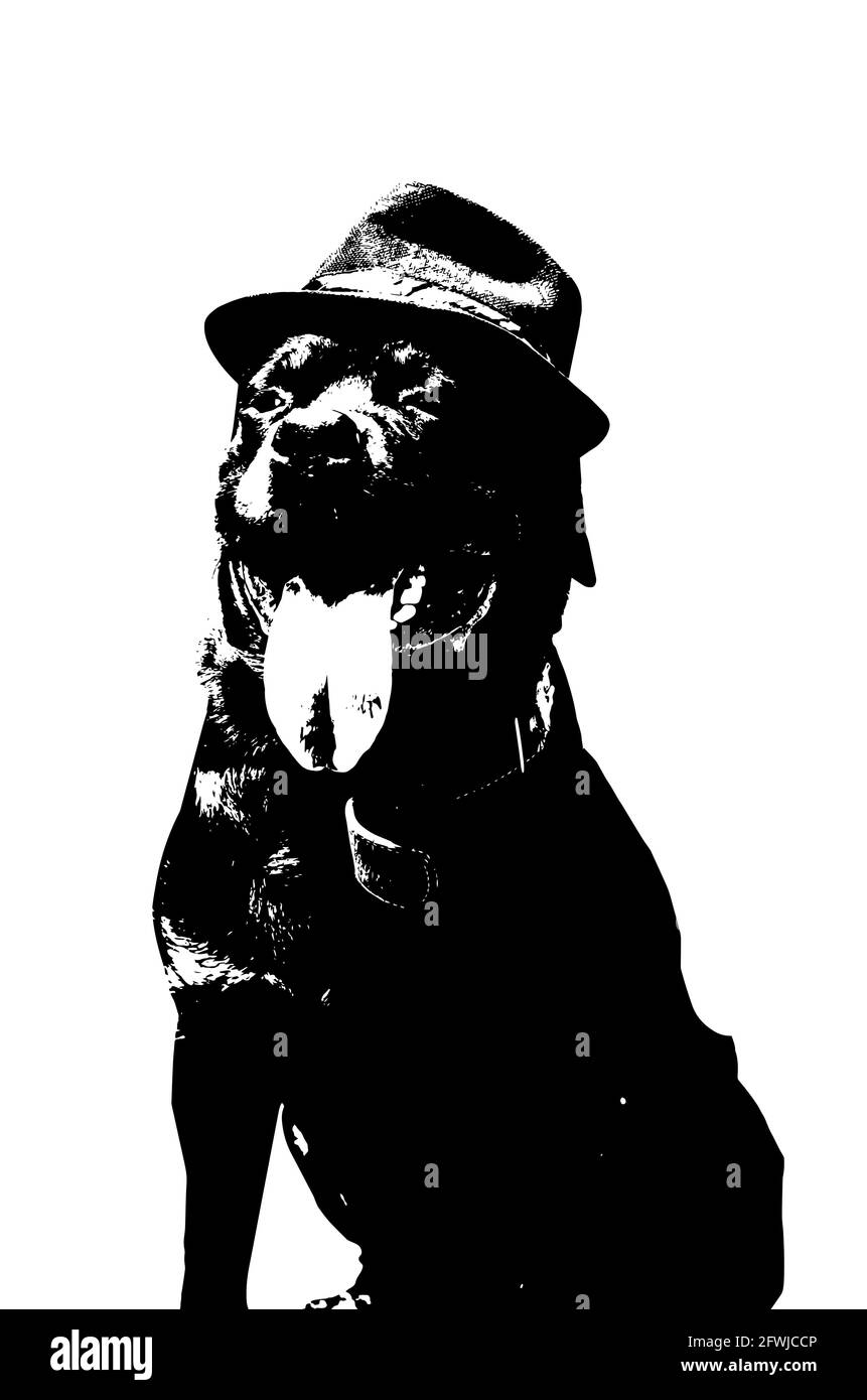 Portrait of a fashionable male Rottweiler on a white background. Adult ...