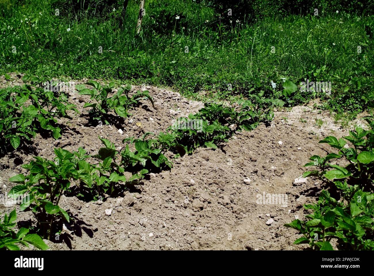 potato beds in the garden, in summer Stock Photo - Alamy