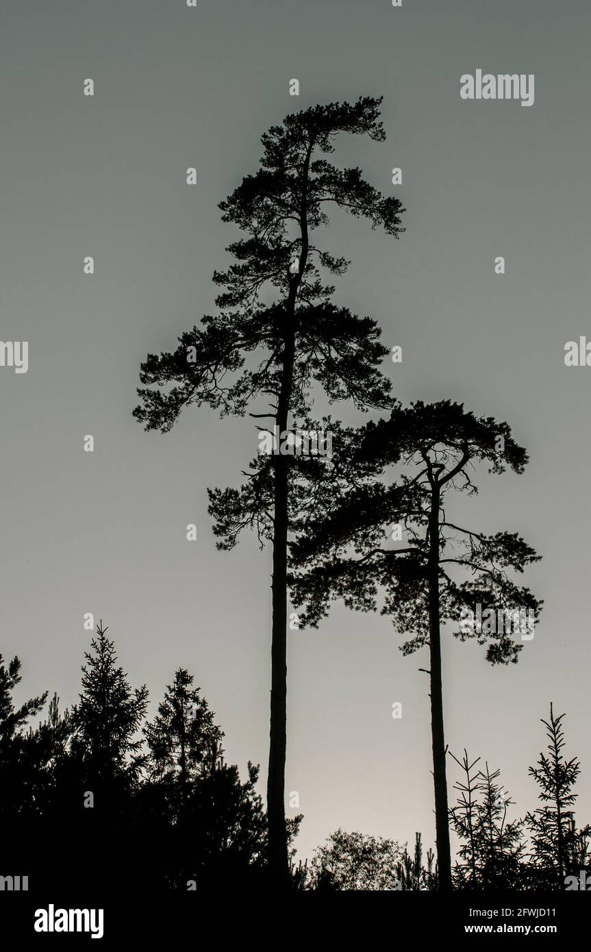 Silhouette of two trees in forest Stock Photo - Alamy