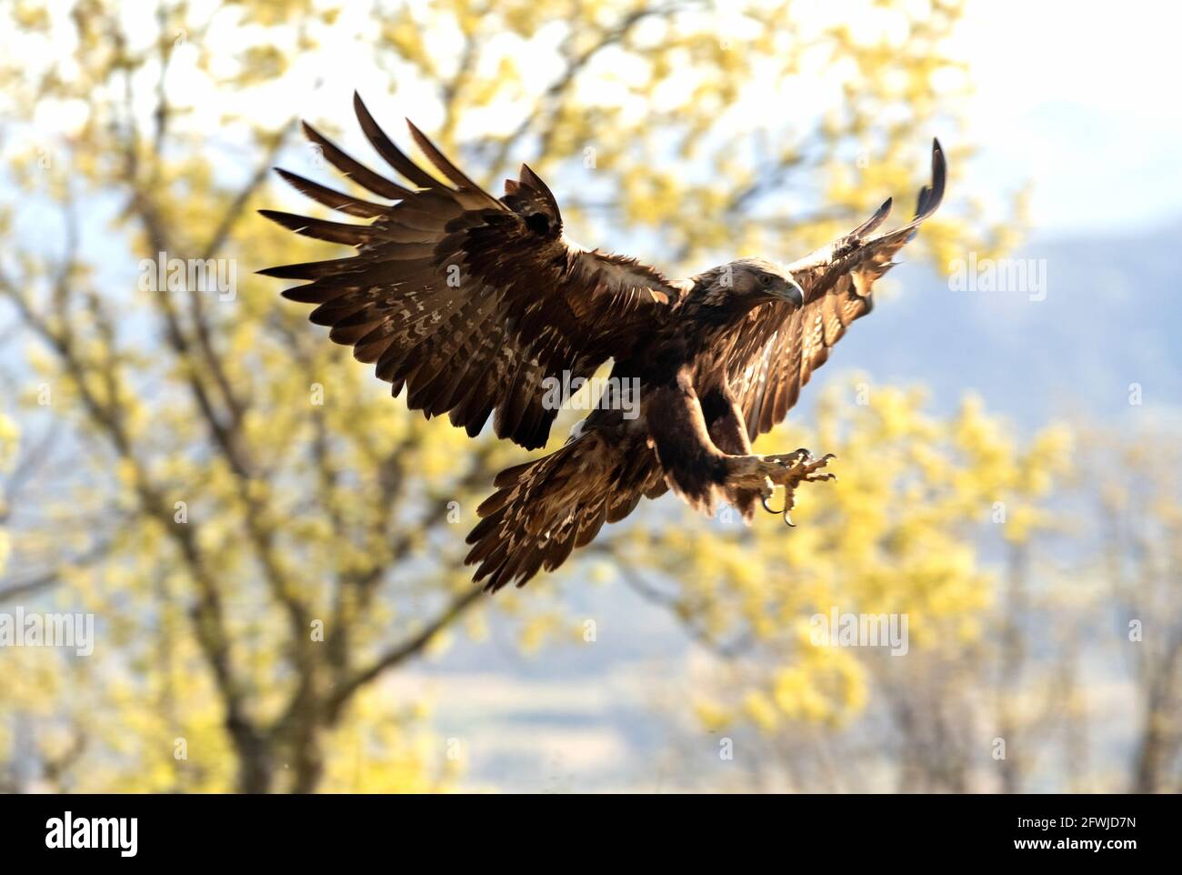 Golden Eagle Flying