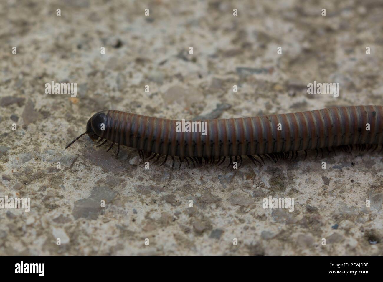 Illacme plenipes hi-res stock photography and images - Alamy