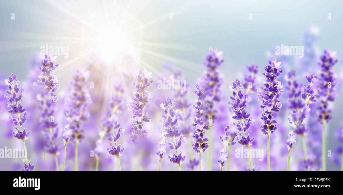 Abstract defocused blurred lavender field background with sun rays ...