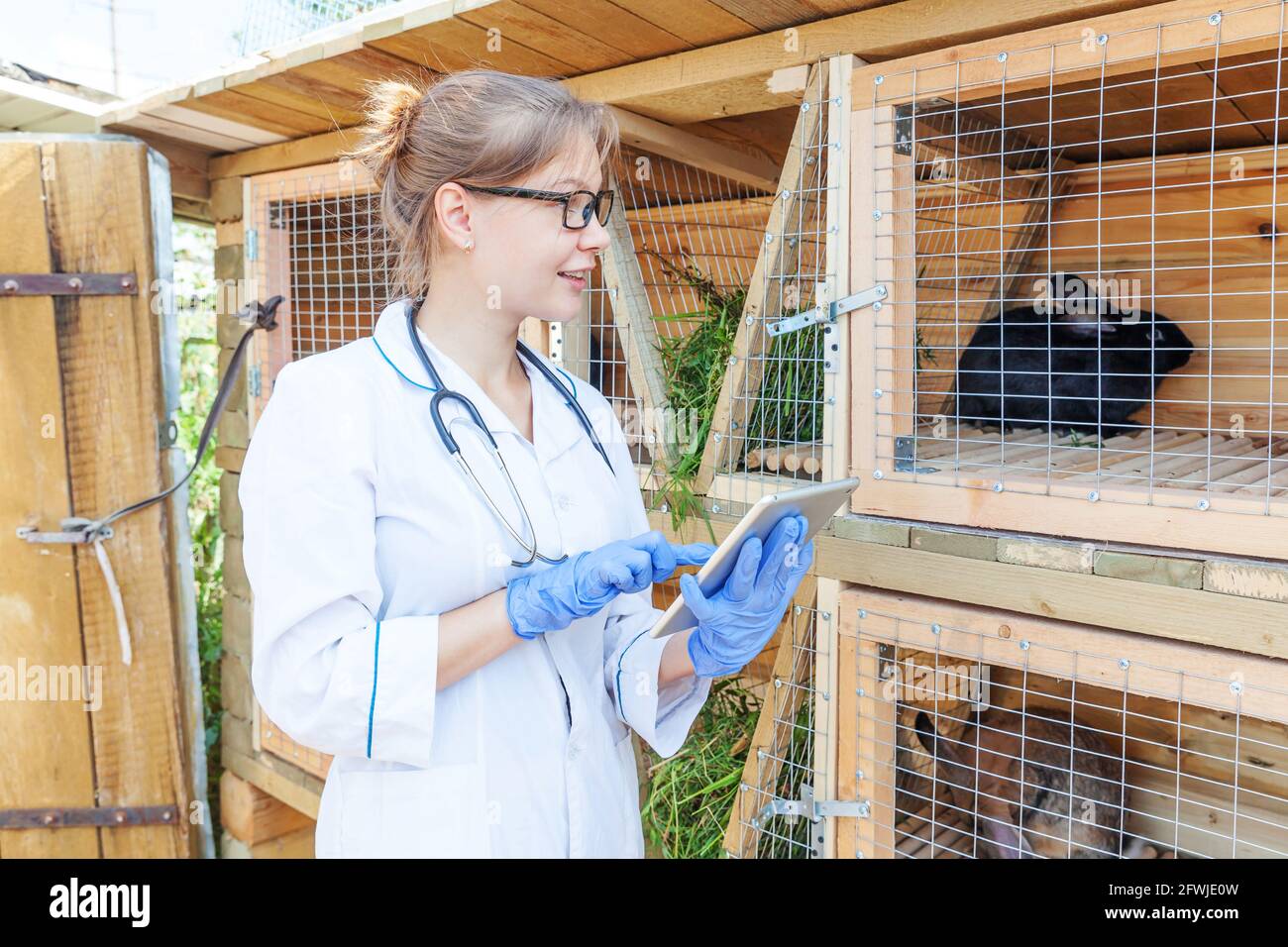 Veterinarian woman with tablet computer checking animal health status ...