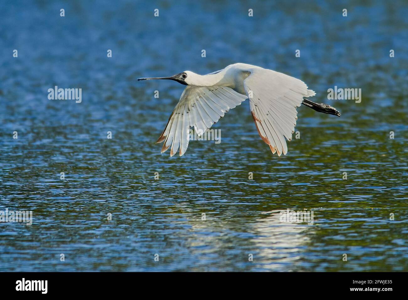Royal Spoonbill flying low over water Stock Photo - Alamy