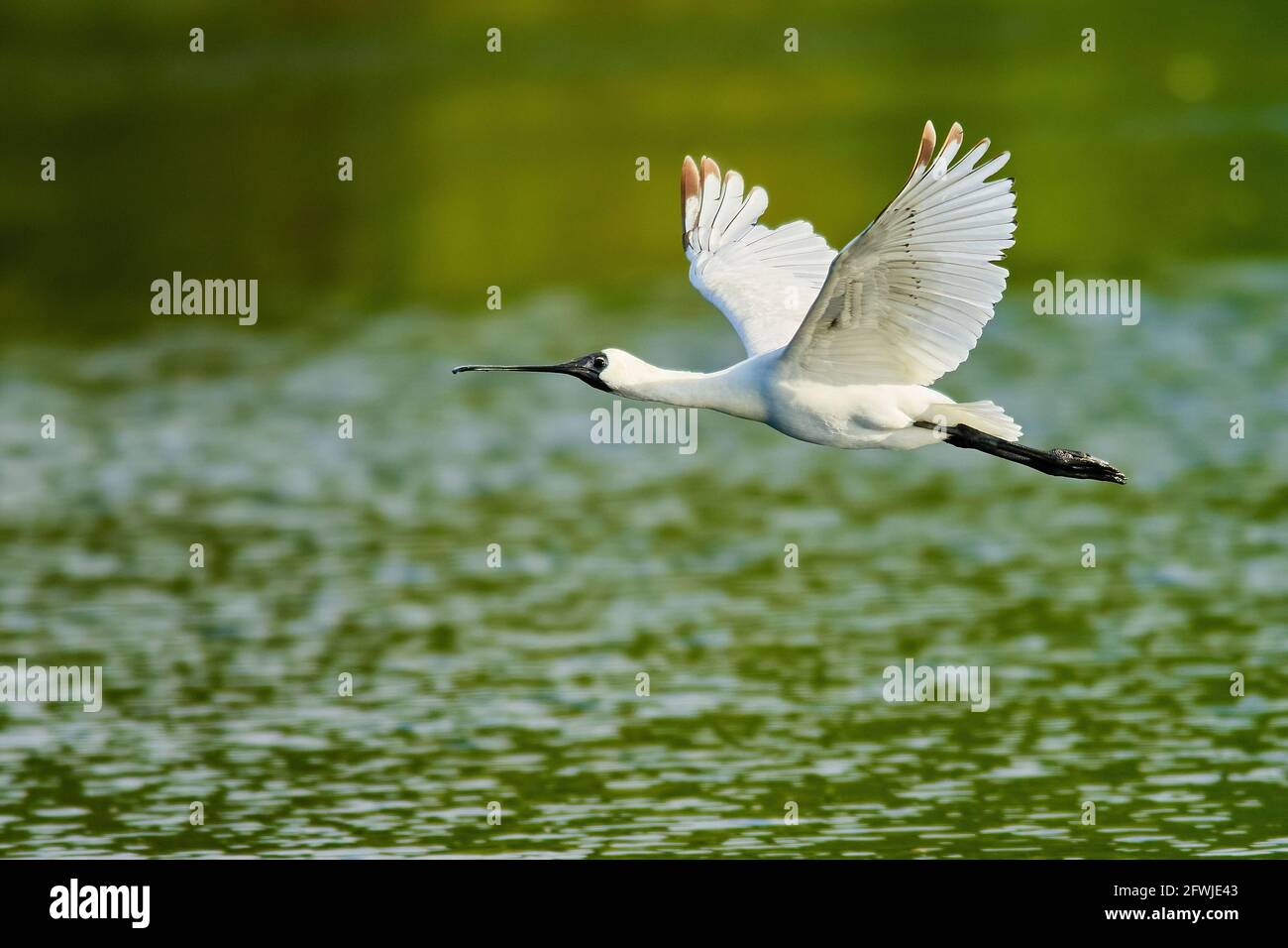 Royal Spoonbill flying low over water Stock Photo - Alamy