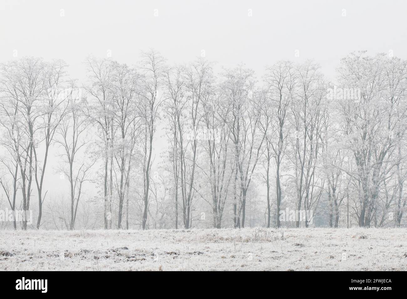 Frosted trees in the morning in the countryside. Beautiful winter day ...