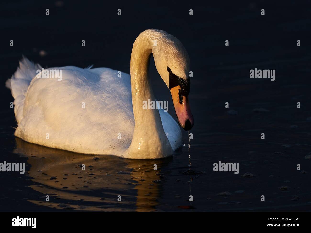 Dawn over swan river hi-res stock photography and images - Alamy